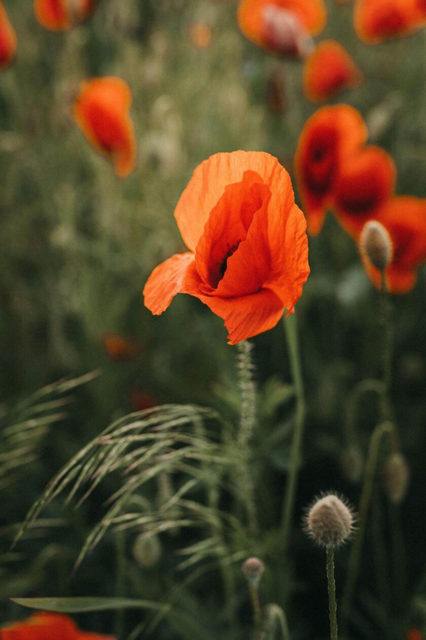Cum sa cresti maci in gradina sau jardiniera - Plantila